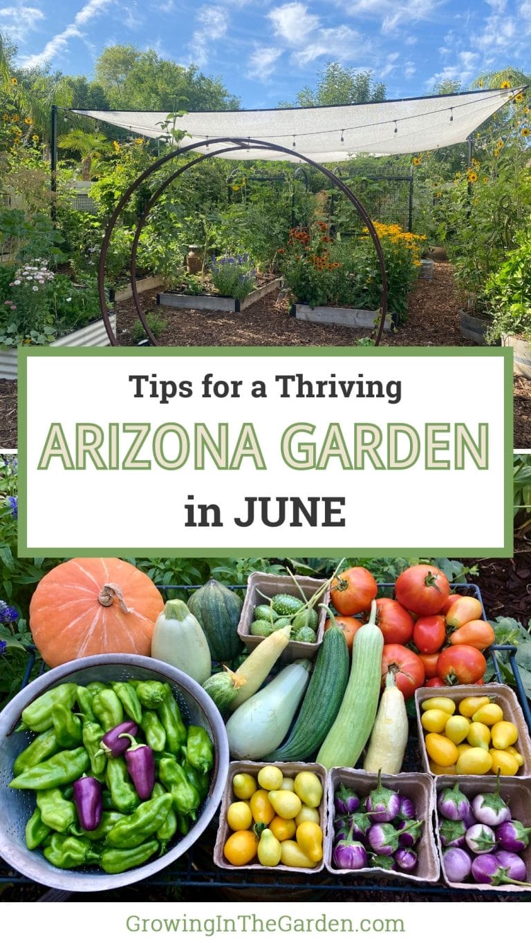 Arizona Garden in June