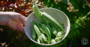 Arizona Vegetable Planting Guide: A Visual Guide for Low Desert Vegetables