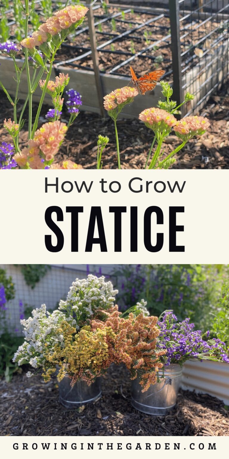 How to Grow Statice: From Seed to Blooms - Growing In The Garden