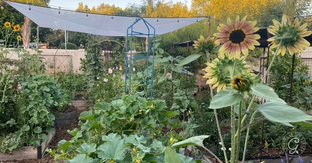 How to Create Shade in the Garden - Growing In The Garden