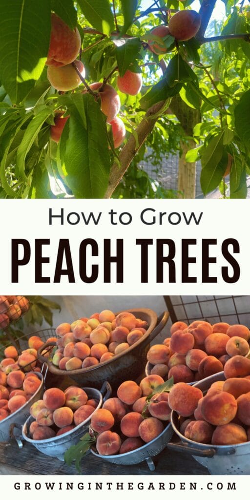 How to Grow Peach Trees: Tips for Growing the Juiciest Peaches ...