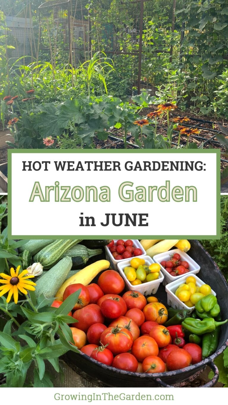 Arizona Garden in June