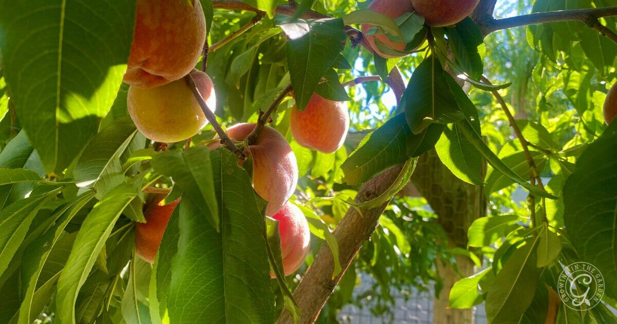 How to Grow Peach Trees: Tips for Growing the Juiciest Peaches ...