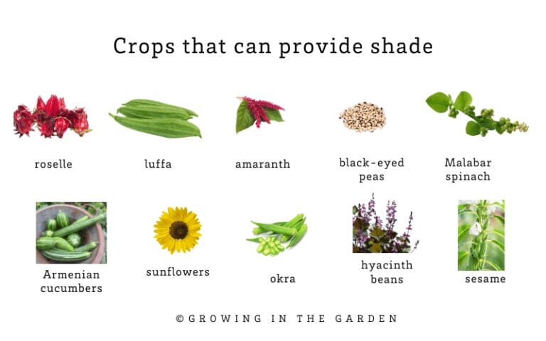How to Create Shade in the Garden - Growing In The Garden