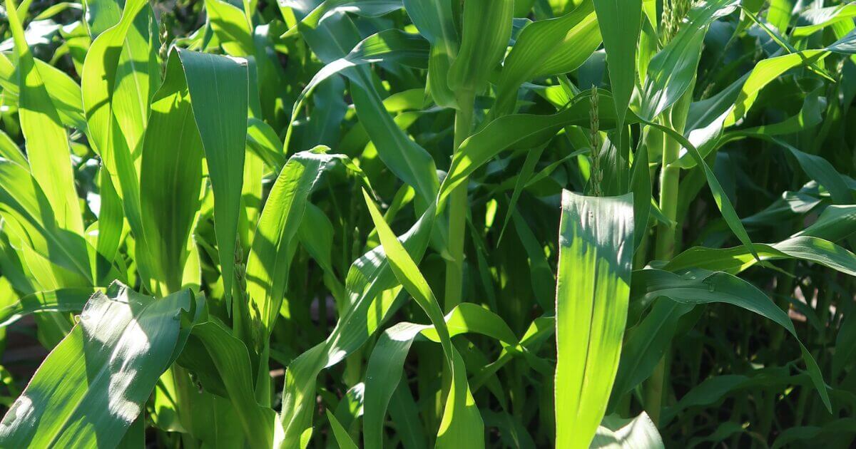 Field Corn Plant Fall Armyworm As A Pest Of Corn | Land Grant Press
