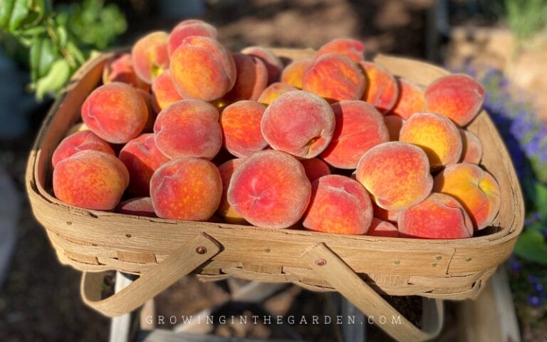How to Grow Peach Trees: Tips for Growing the Juiciest Peaches - Growing In The Garden