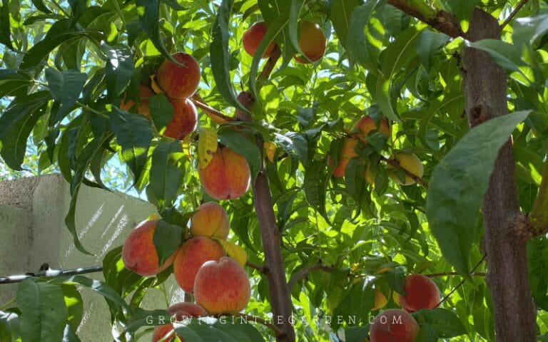 How to Grow Peach Trees: Tips for Growing the Juiciest Peaches ...