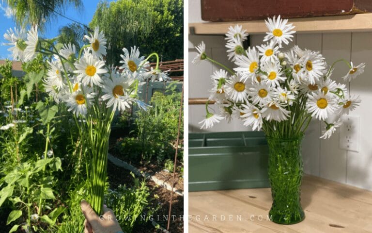 How to Grow Shasta Daisies - Growing In The Garden