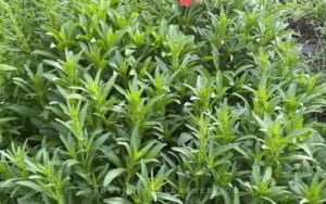 How to Grow Shasta Daisies - Growing In The Garden