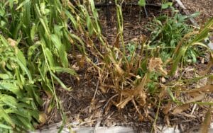 How to Grow Shasta Daisies - Growing In The Garden