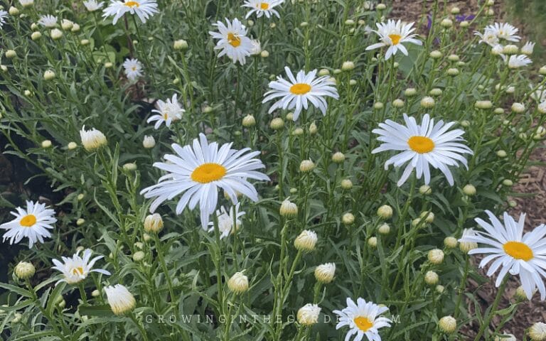 How to Grow Shasta Daisies - Growing In The Garden