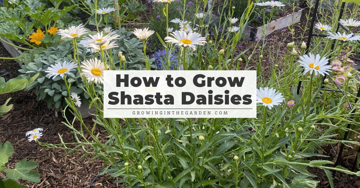 How to Grow Shasta Daisies - Growing In The Garden