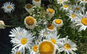 How to Grow Shasta Daisies - Growing In The Garden