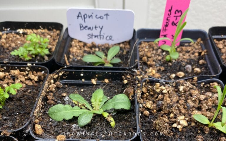 How to Grow Statice: From Seed to Blooms - Growing In The Garden