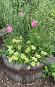 How to Grow Statice: From Seed to Blooms - Growing In The Garden