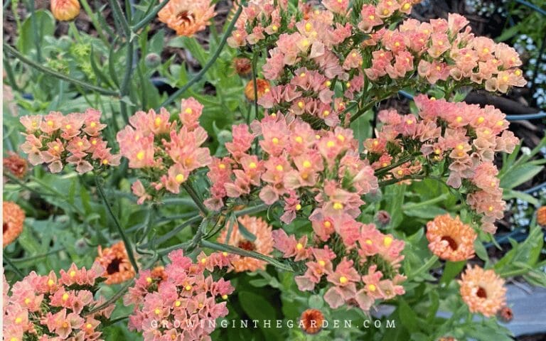 How to Grow Statice: From Seed to Blooms - Growing In The Garden