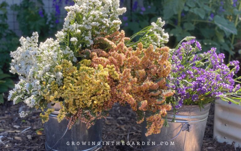 How to Grow Statice: From Seed to Blooms - Growing In The Garden