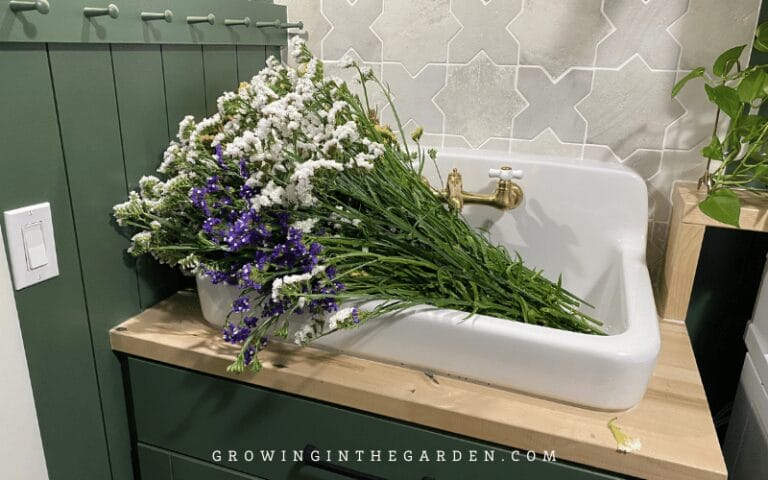 How to Grow Statice: From Seed to Blooms - Growing In The Garden