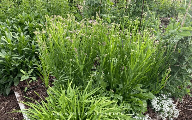 How to Grow Statice: From Seed to Blooms - Growing In The Garden