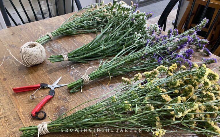 How to Grow Statice: From Seed to Blooms - Growing In The Garden