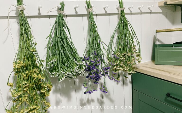 How to Grow Statice: From Seed to Blooms - Growing In The Garden