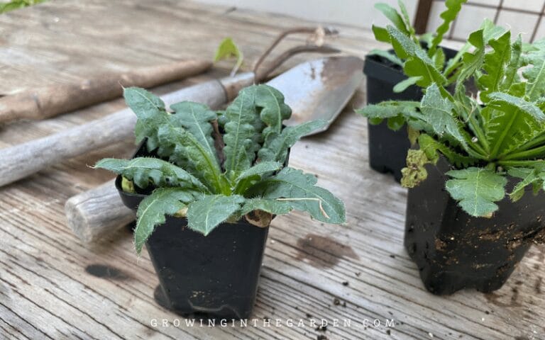 How to Grow Statice: From Seed to Blooms - Growing In The Garden