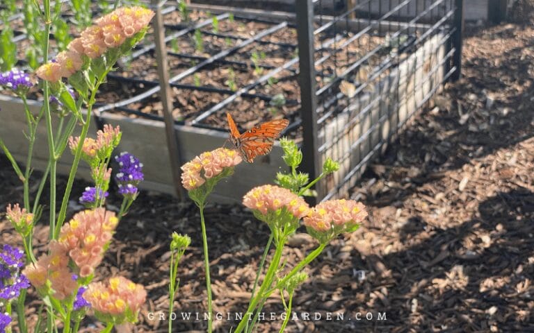 How to Grow Statice: From Seed to Blooms - Growing In The Garden