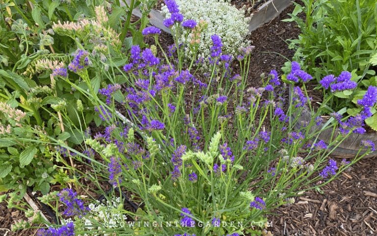 How to Grow Statice: From Seed to Blooms - Growing In The Garden