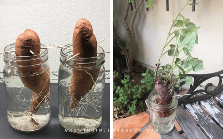 A Fast and Easy Way to Make Sweet Potato Slips - Growing In The Garden