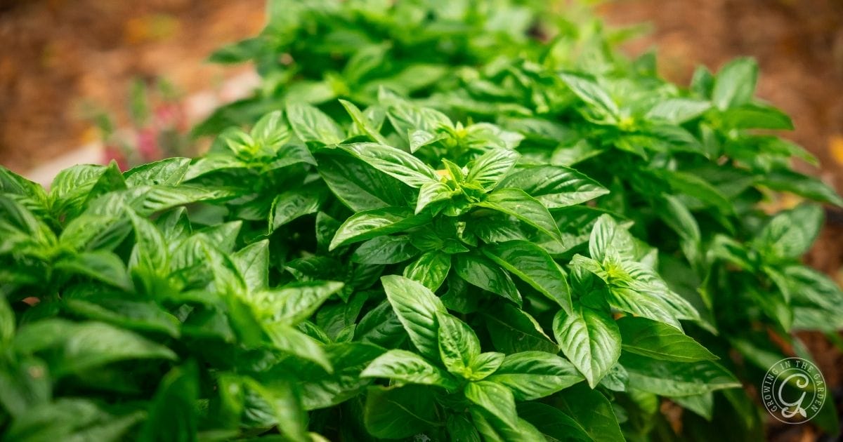 How to Grow Basil: A Complete Guide to Growing and Harvesting - Growing ...