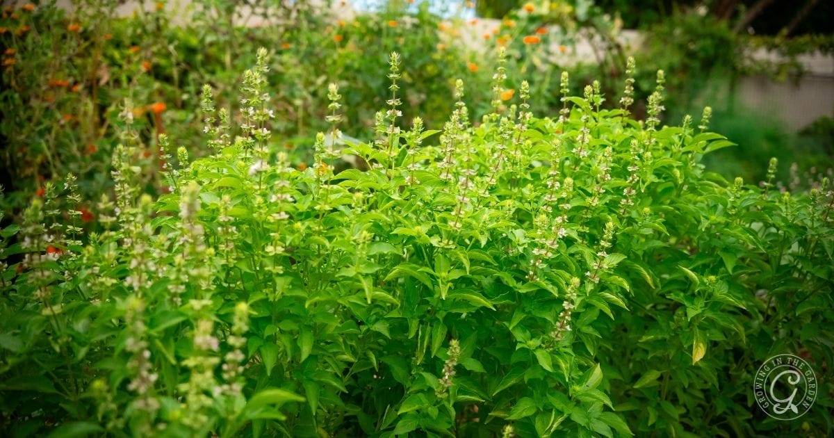 How to Grow Basil: A Complete Guide to Growing and Harvesting - Growing ...