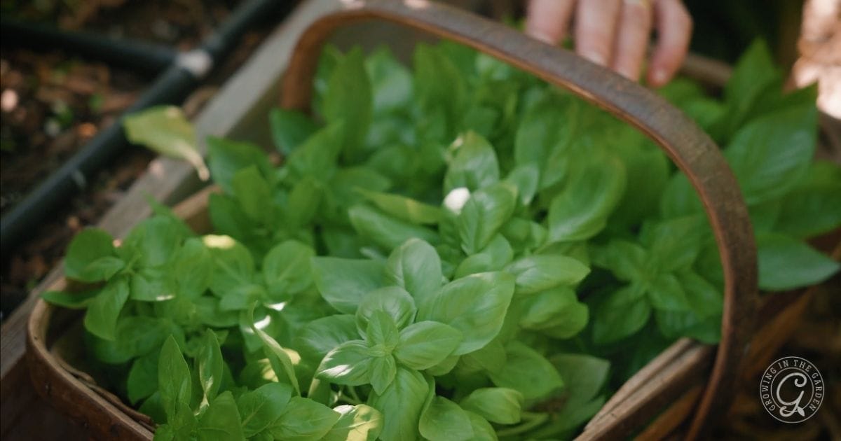 How to Grow Basil: A Complete Guide to Growing and Harvesting - Growing ...