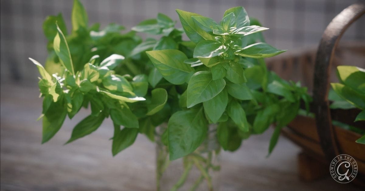 How to Grow Basil: A Complete Guide to Growing and Harvesting - Growing ...