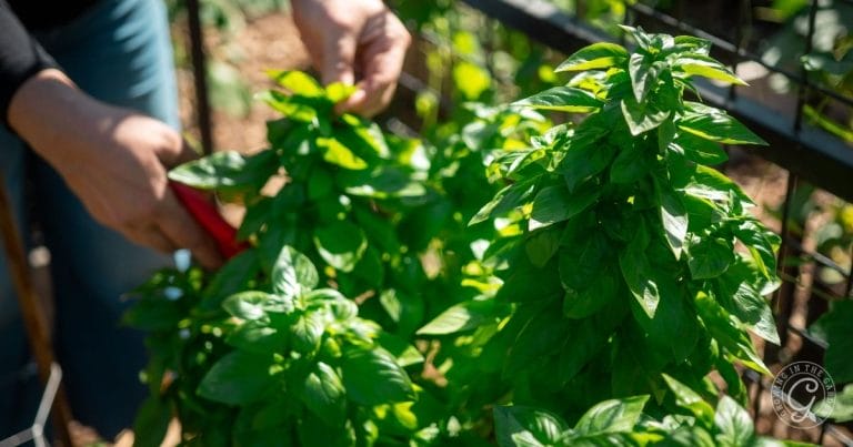 How to Grow Basil: A Complete Guide to Growing and Harvesting - Growing ...