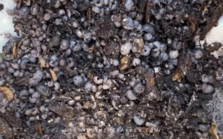 5 Ways to Keep Pill Bugs from Destroying Your Garden - Growing In The ...