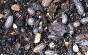 5 Ways to Keep Pill Bugs from Destroying Your Garden - Growing In The ...