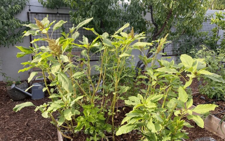 How to Grow Amaranth - Growing In The Garden