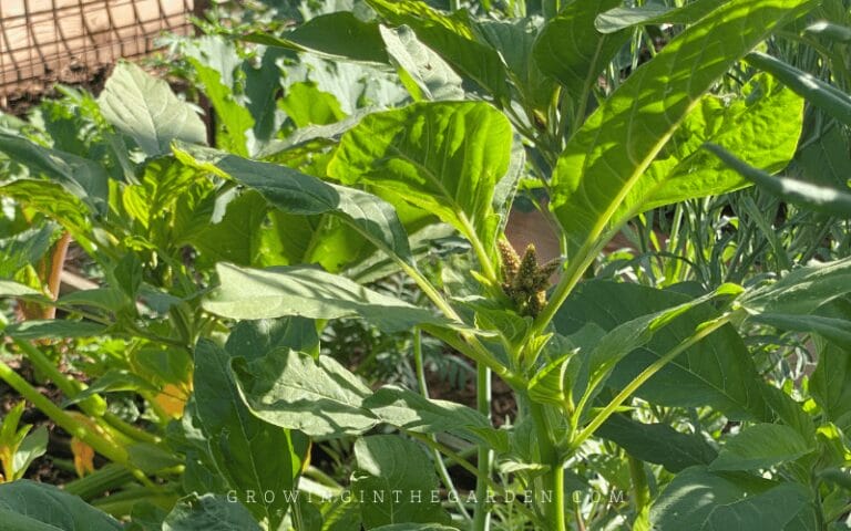 How to Grow Amaranth - Growing In The Garden