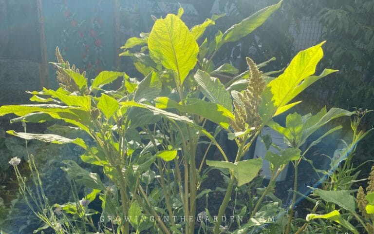How to Grow Amaranth - Growing In The Garden