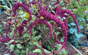 How to Grow Amaranth - Growing In The Garden