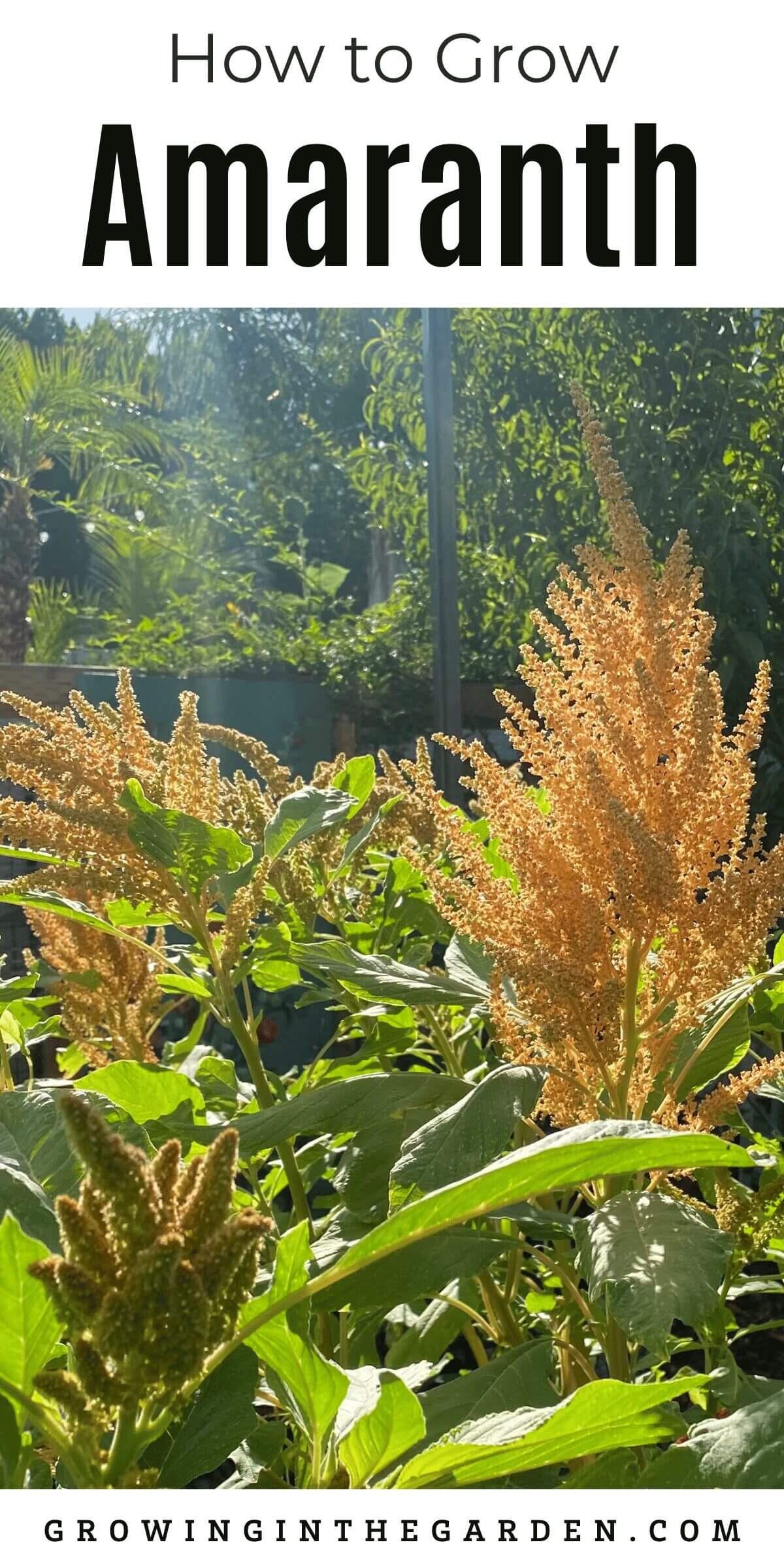 How to Grow Amaranth - Growing In The Garden