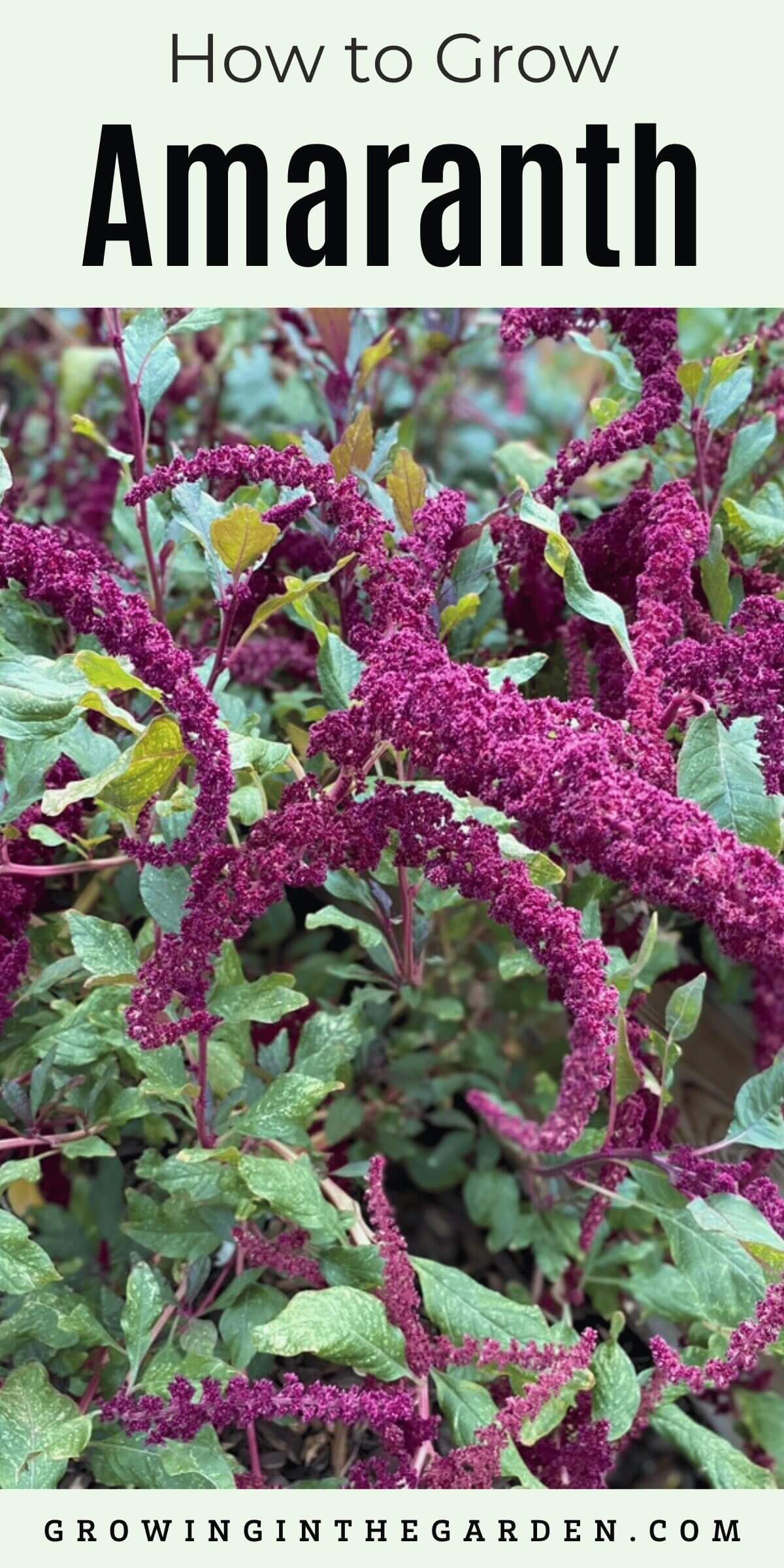 How to Grow Amaranth - Growing In The Garden