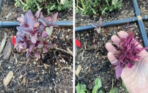 How to Grow Amaranth - Growing In The Garden