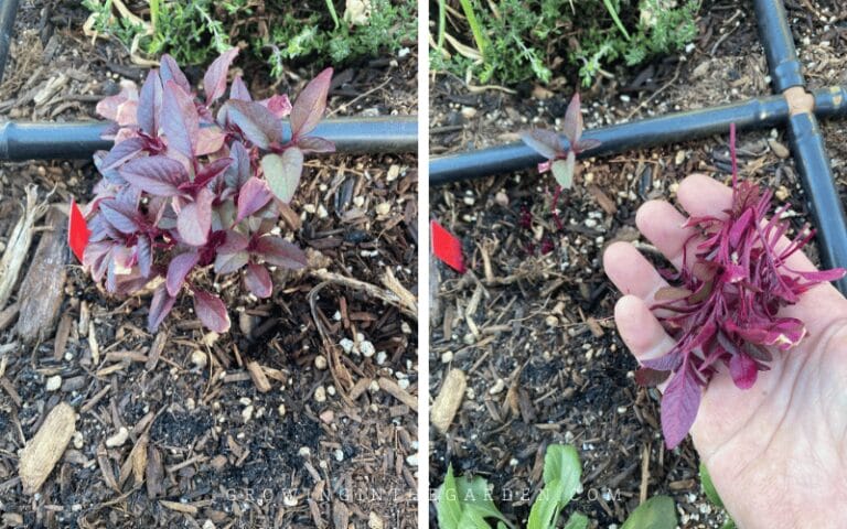 How to Grow Amaranth - Growing In The Garden