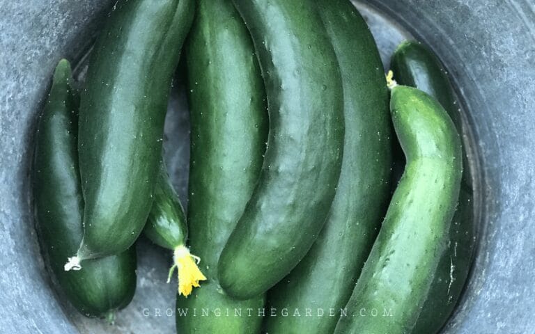 How to Grow Cucumbers in Hot Climates