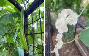 How to Grow Cucuzza Gourd - Growing In The Garden