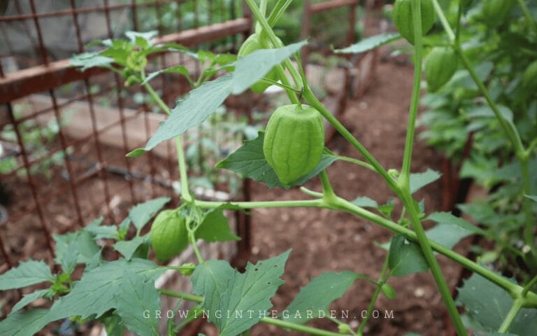 How to Grow Tomatillos - Growing In The Garden