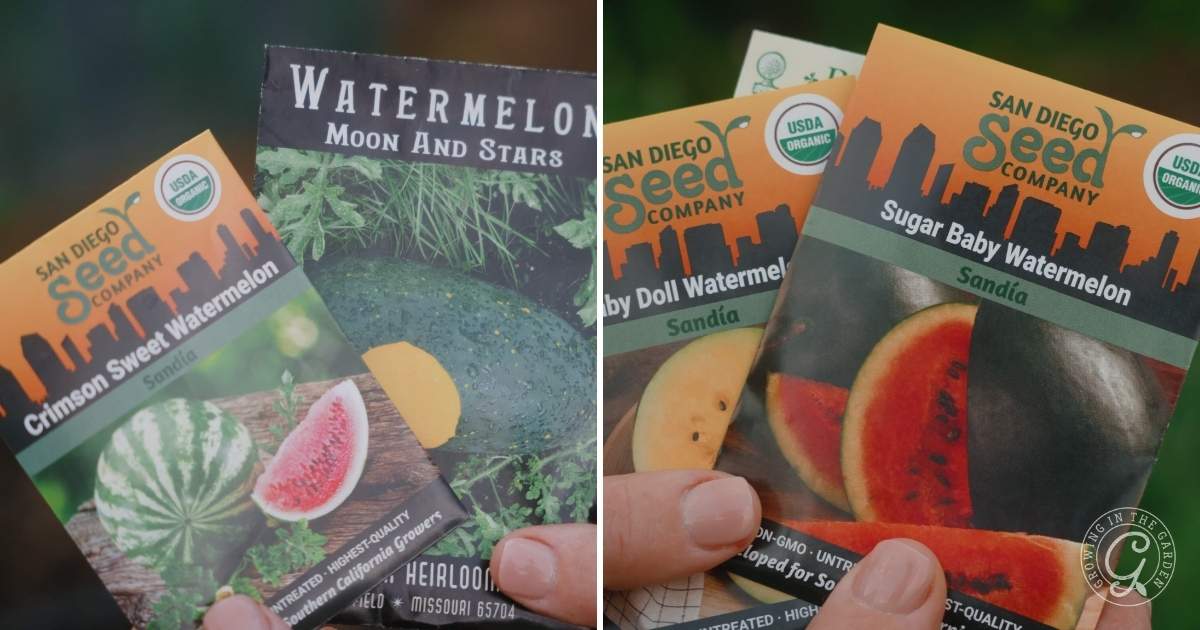 How to Grow Watermelon: 7 Tips for a Sweet Harvest - Growing In The Garden