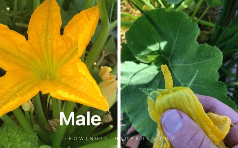 How to Grow Winter Squash - Growing In The Garden