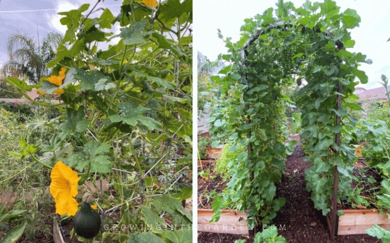 How to Grow Winter Squash - Growing In The Garden